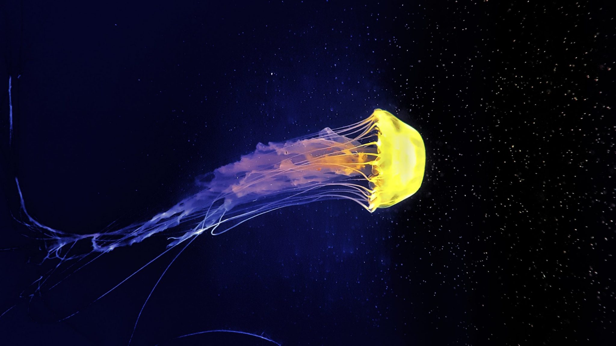 Deep Learning - Comprendre facilement les réseaux de neurones