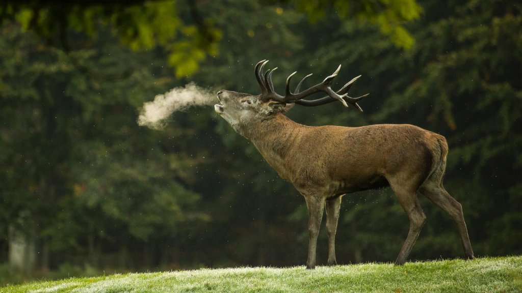 Why and How to normalize data for Computer Vision (with PyTorch)