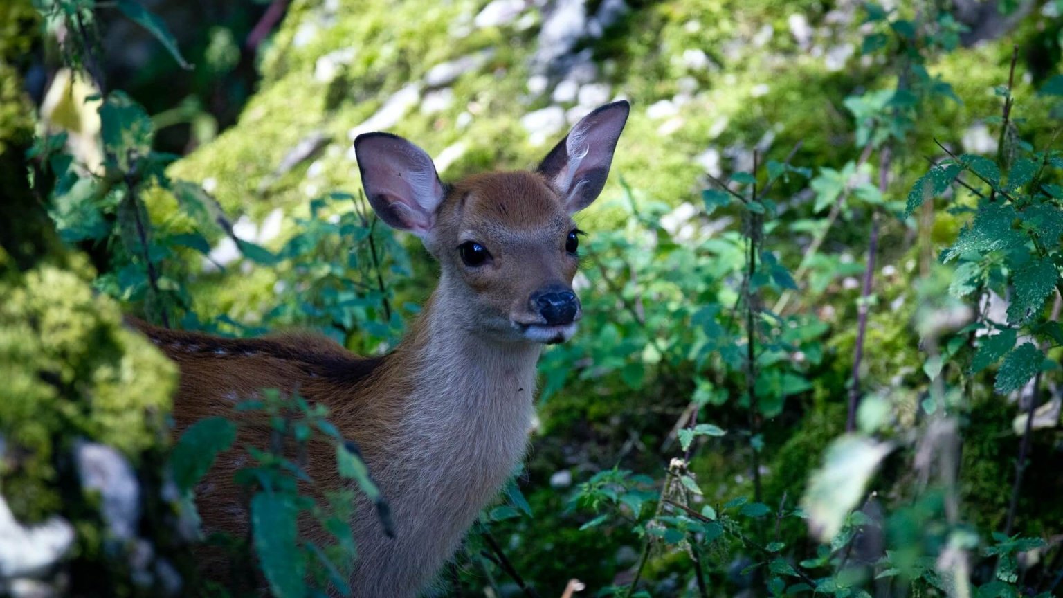 Why and How to normalize data for Computer Vision (with PyTorch)