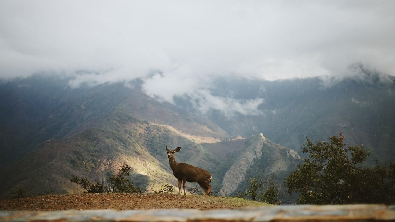 Why and How to normalize data for Computer Vision (with PyTorch)