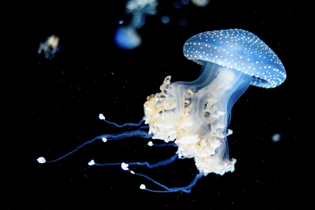 Optuna: Get the Best out of your Hyperparameters - Easy Tutorial