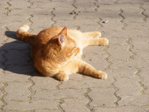 How to use Hugging Face 🤗 Transformers and pipelines